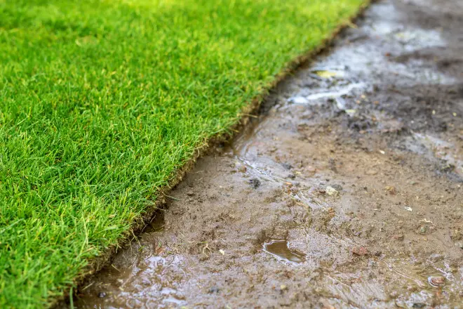 Watering New Sod: Everything You Need to Know 💦🌱